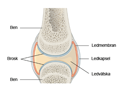 Träningens effekter på kroppen | Svenskt Kosttillskott